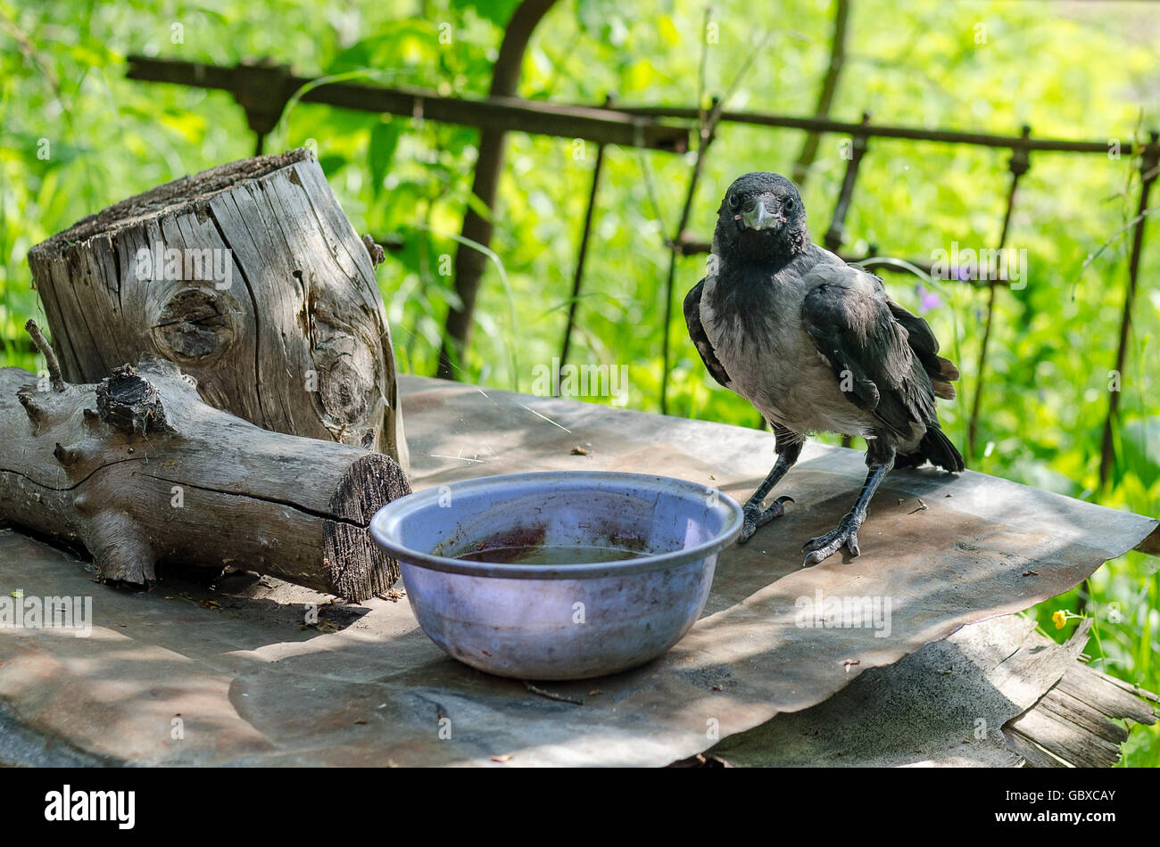 Raven bird Russia Stock Photo - Alamy