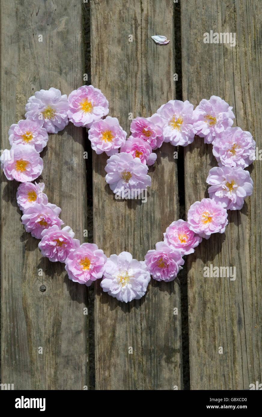 Hart shaped rose Stock Photo - Alamy