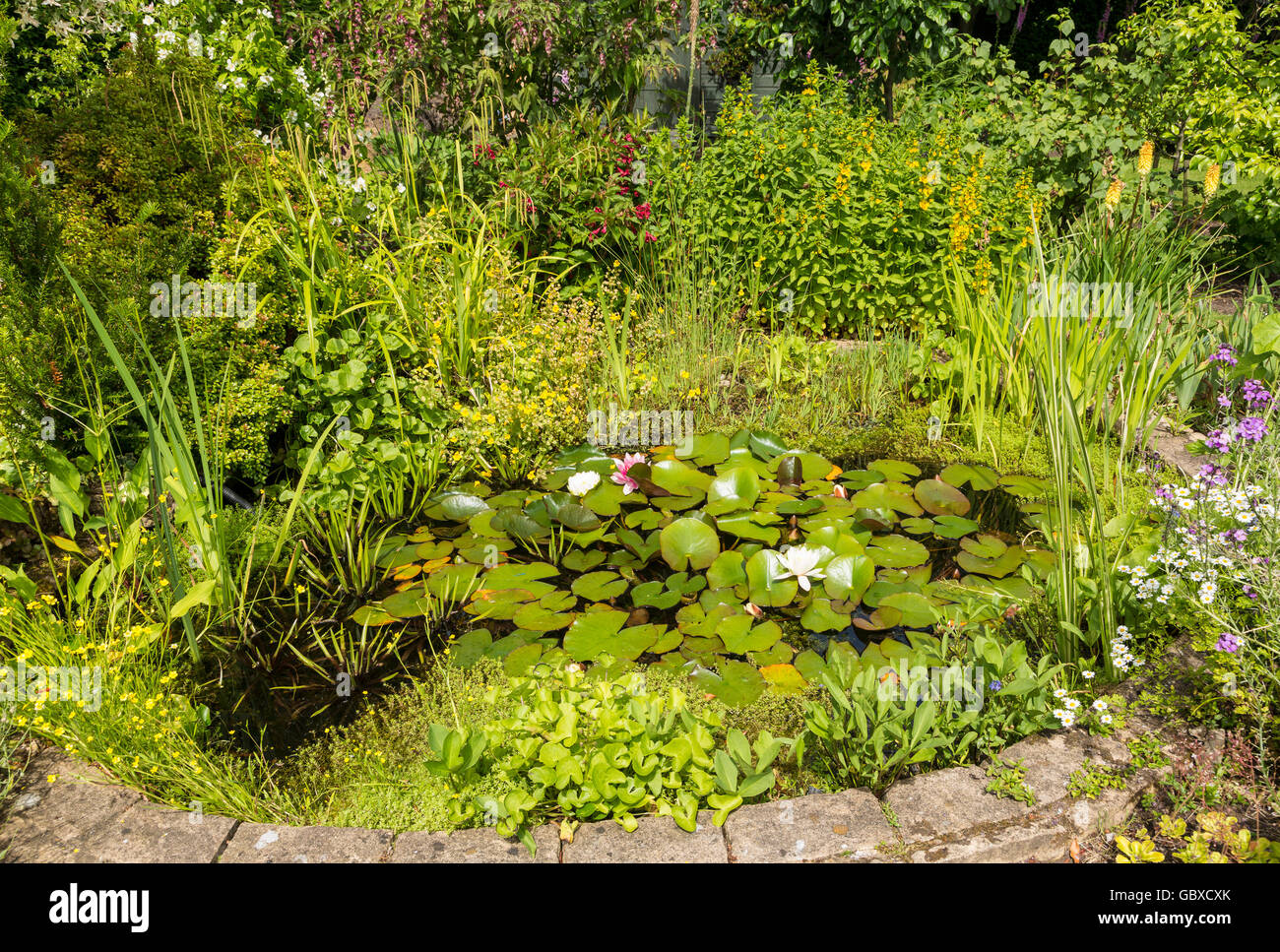 Garden pond in residential back garden, England Stock Photo - Alamy
