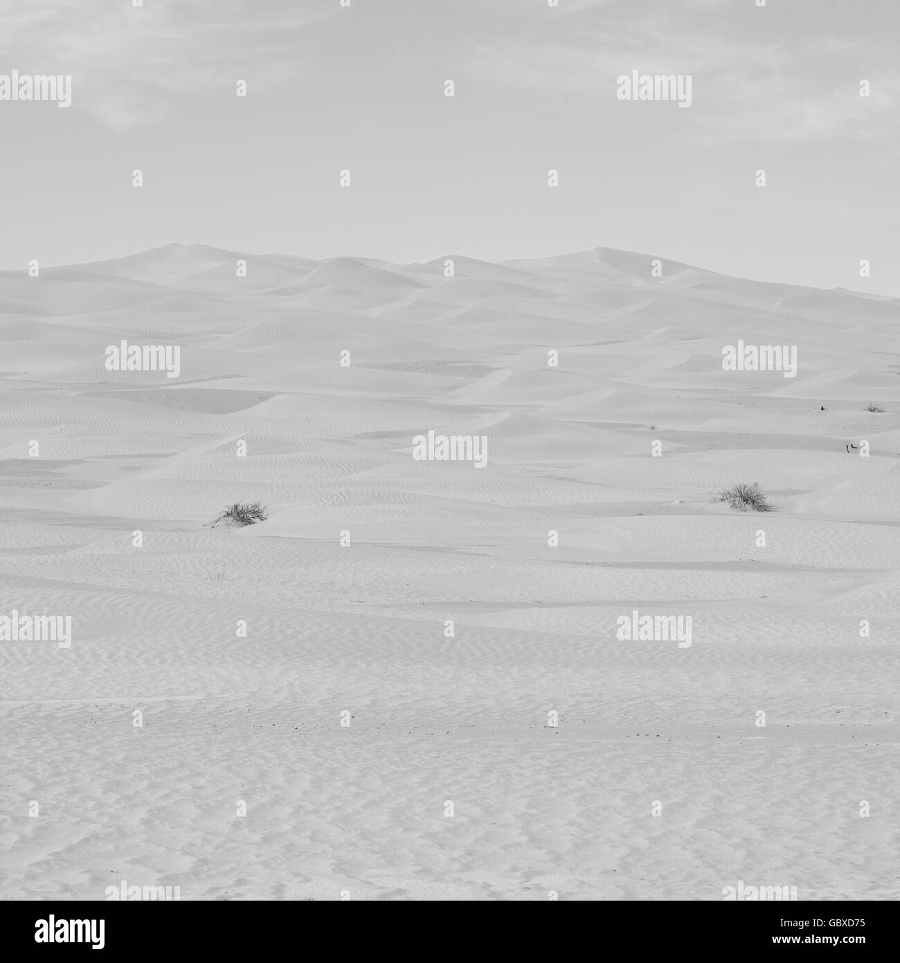 the empty quarter and outdoor sand dune in oman old desert rub al khali ...