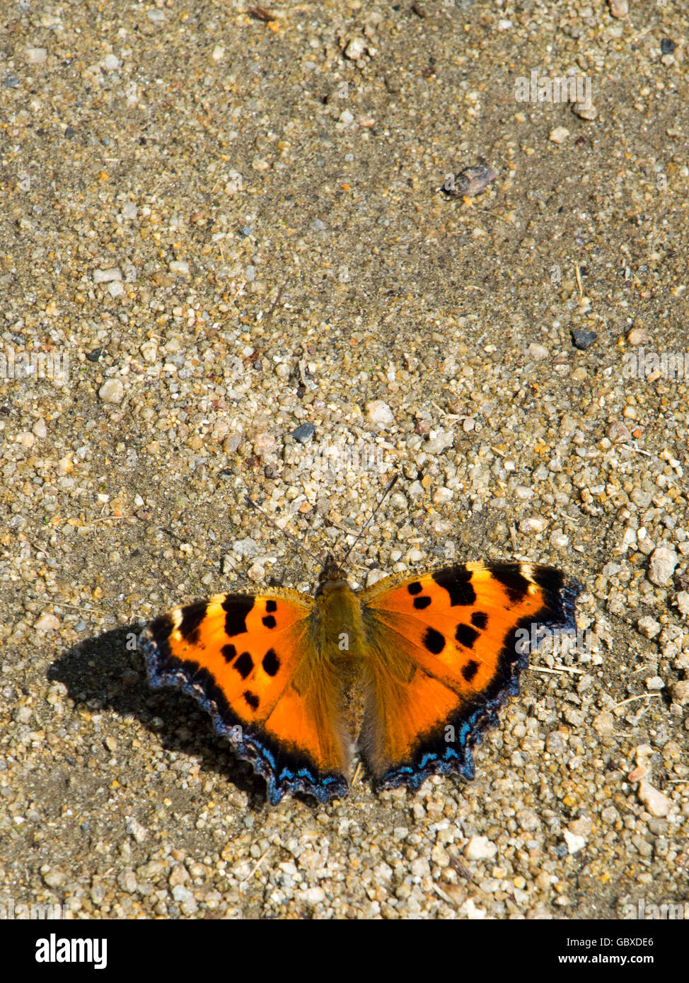 Small tortoiseshell butterfly Stock Photo - Alamy