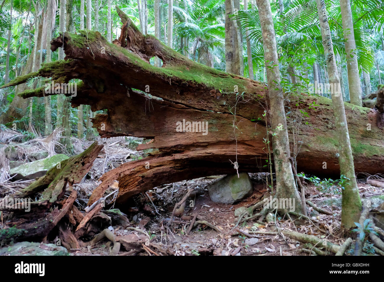 Mt Warning Trail Stock Photo - Alamy