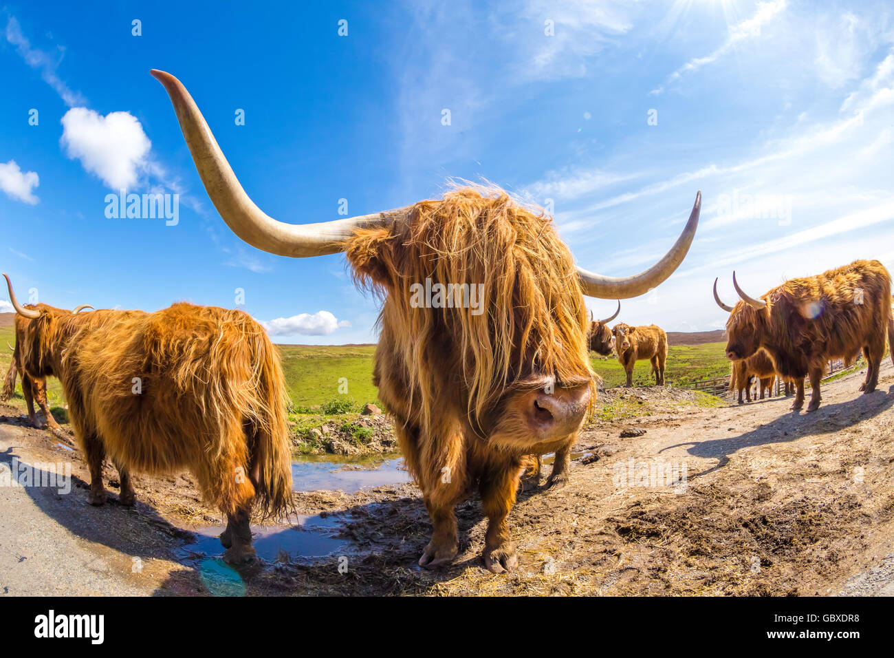 Highland Red Cow Stock Photo - Alamy