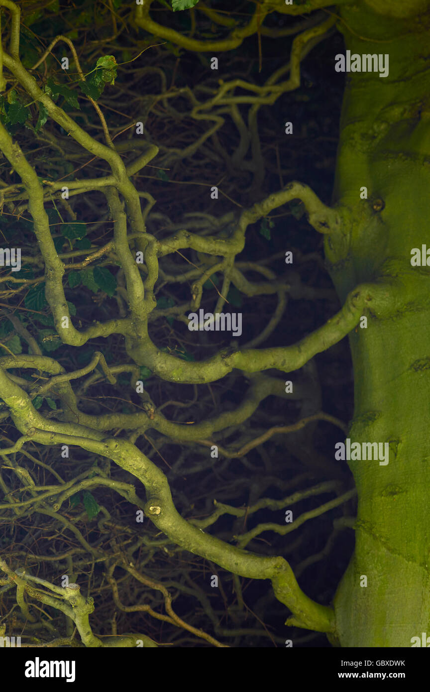 inside a bush fence Stock Photo - Alamy