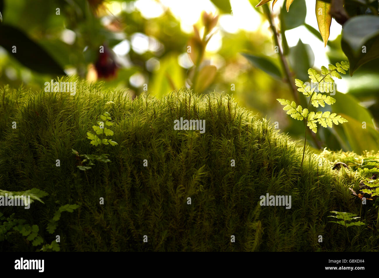 Macro wallpapers hi-res stock photography and images - Alamy
