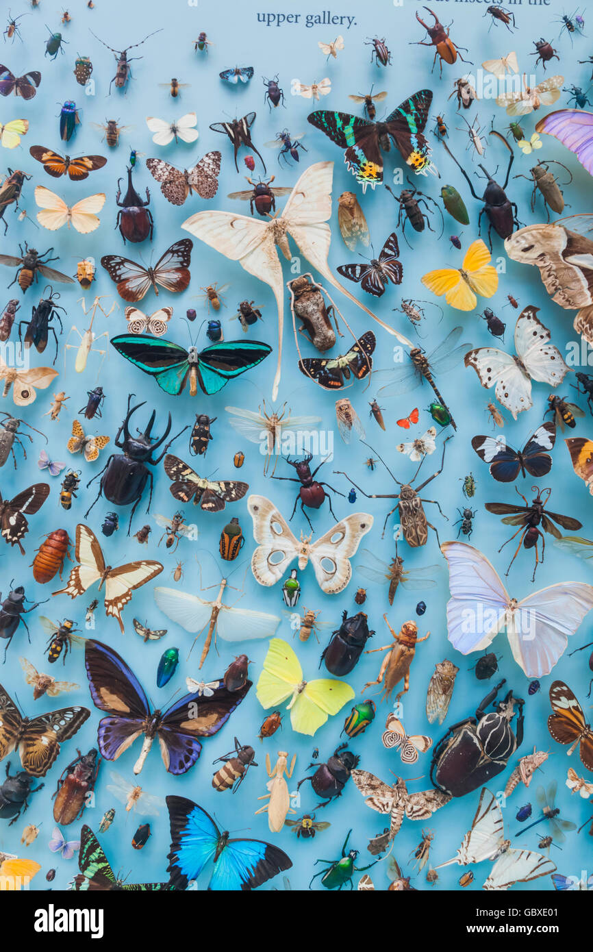 England, Oxfordshire, Oxford, Museum of Natural History, Display of ...