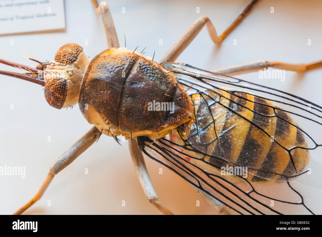 England, Oxfordshire, Oxford, Museum of Natural History, Model of a Bee ...