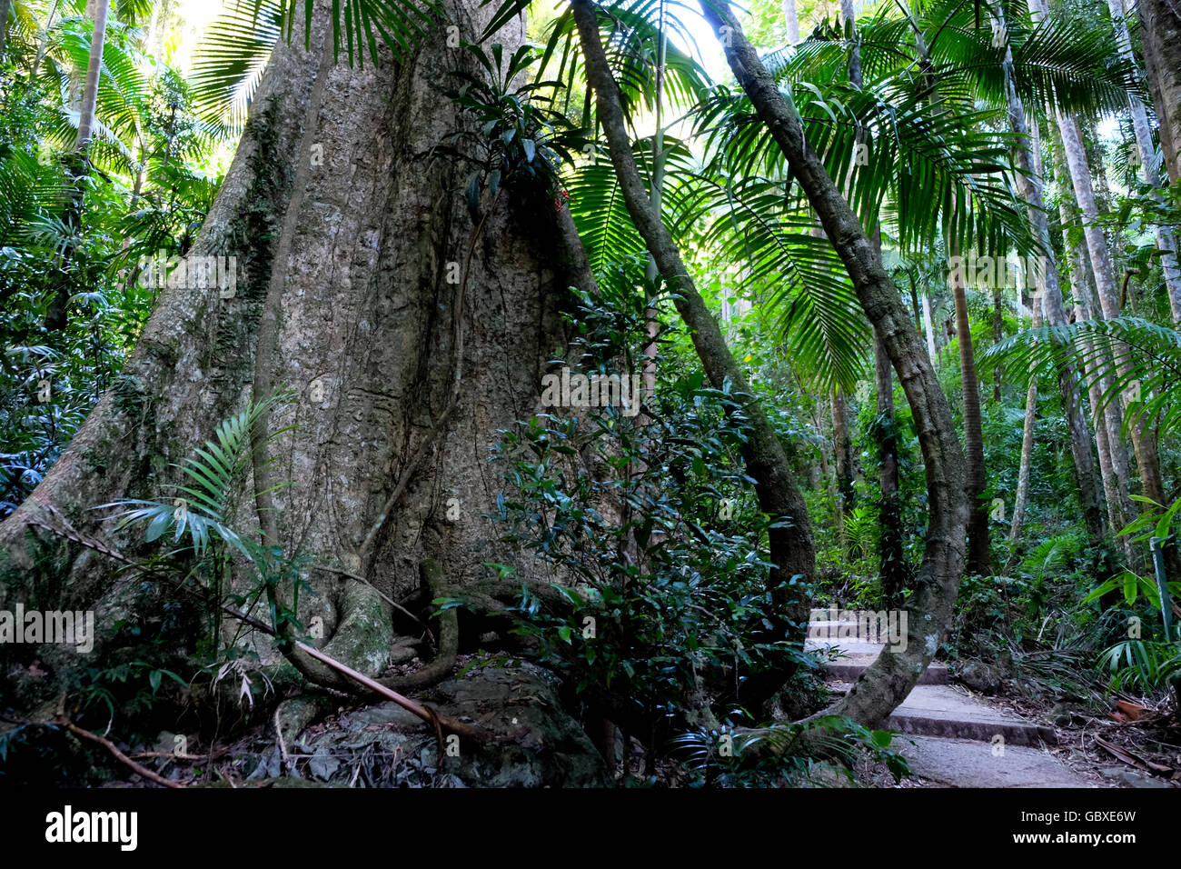 Mt Warning Trail Stock Photo - Alamy