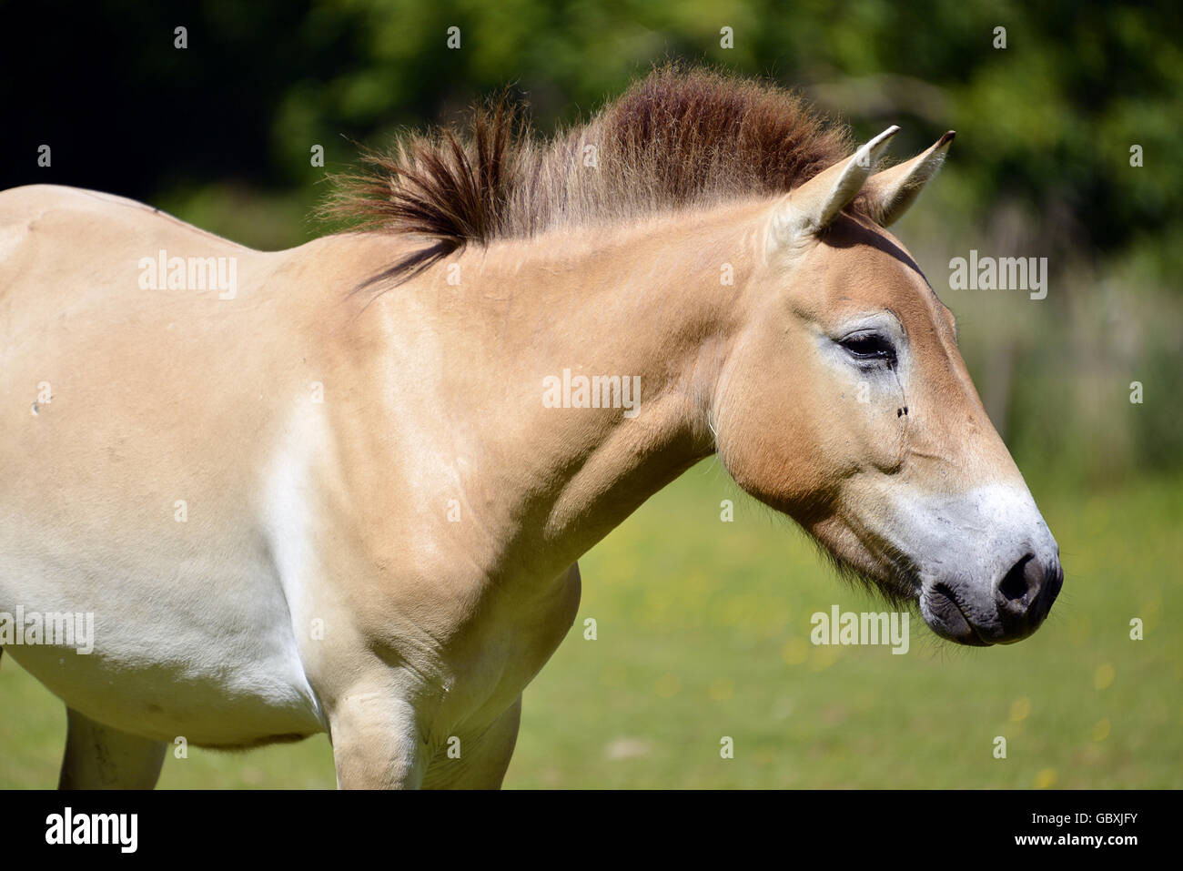 Closeup of endangered subspecies Przewalski horse (Equus ferus) seen ...