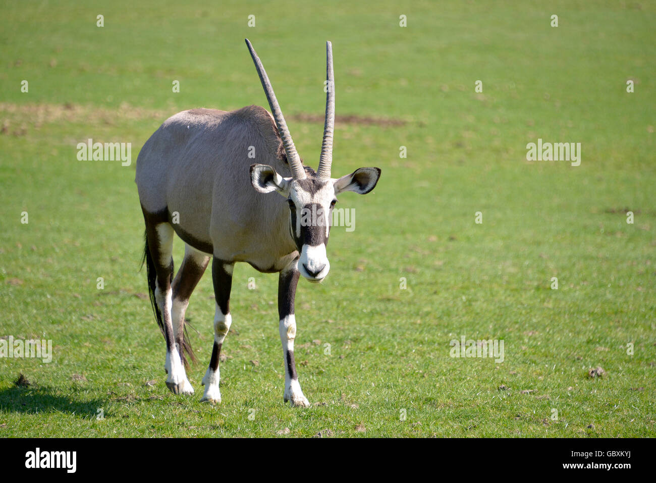 Oryx Face High Resolution Stock Photography and Images - Alamy