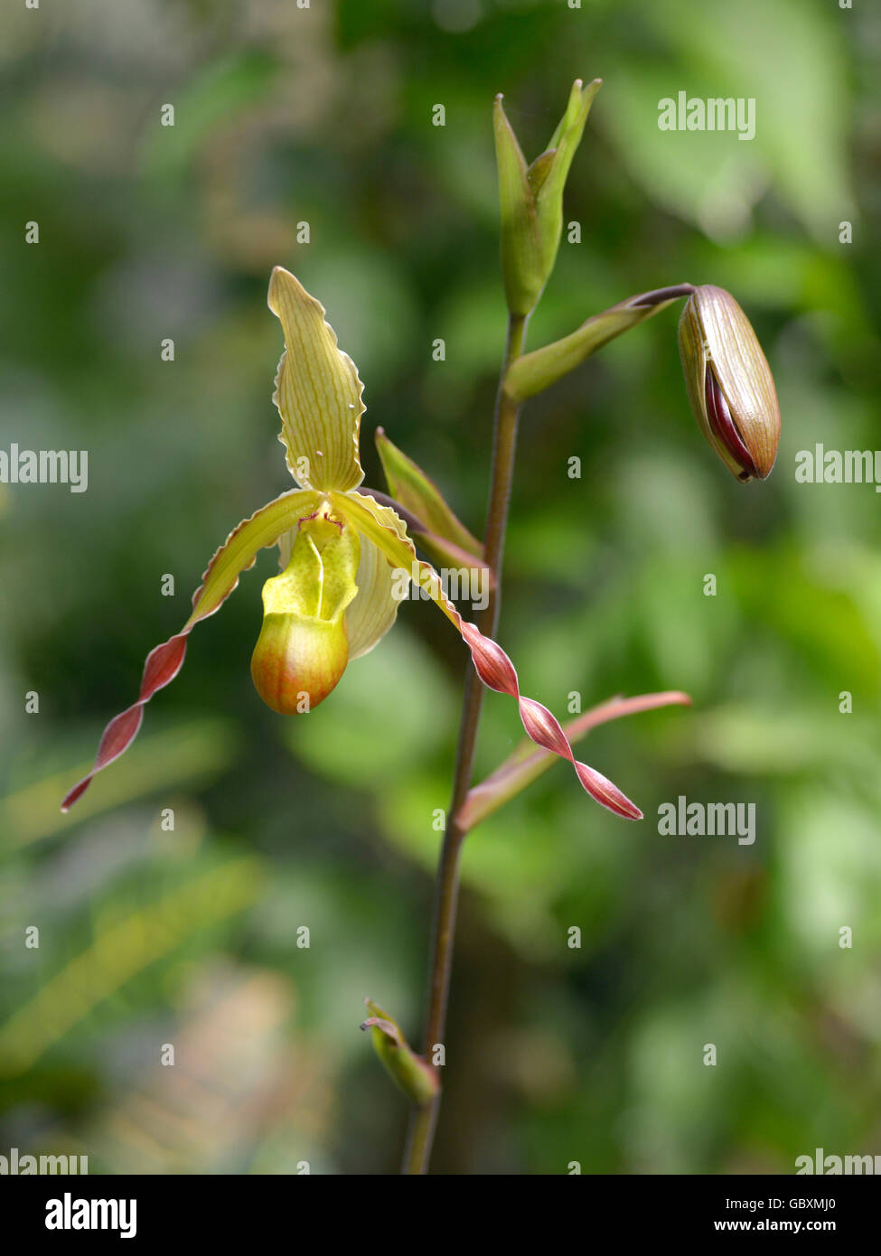 Orchid stamen hi-res stock photography and images - Alamy