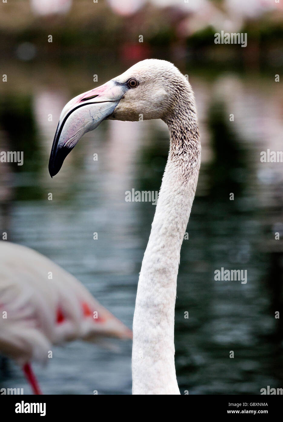 Ugly bird hi-res stock photography and images - Alamy