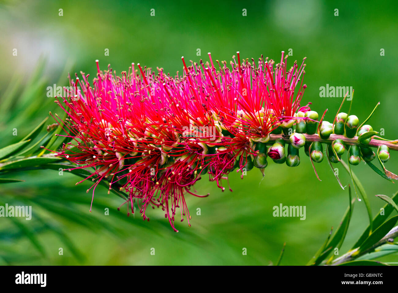 Narrow leaved bottlebrush hi-res stock photography and images - Alamy
