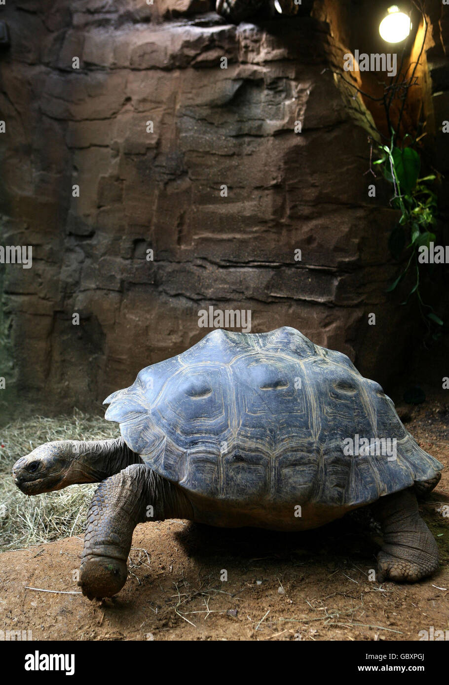 Galapagos tortoise exhibit at London Zoo Stock Photo - Alamy