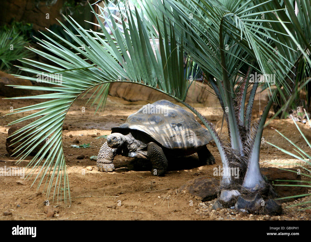 Galapagos tortoise exhibit at London Zoo Stock Photo - Alamy