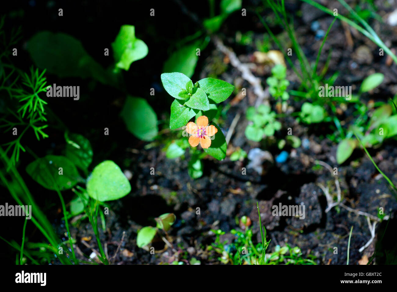 SCARLET PIMPERNEL, RED PIMPERNEL, RED CHICKWEED, POORMAN’S BAROMETER ...