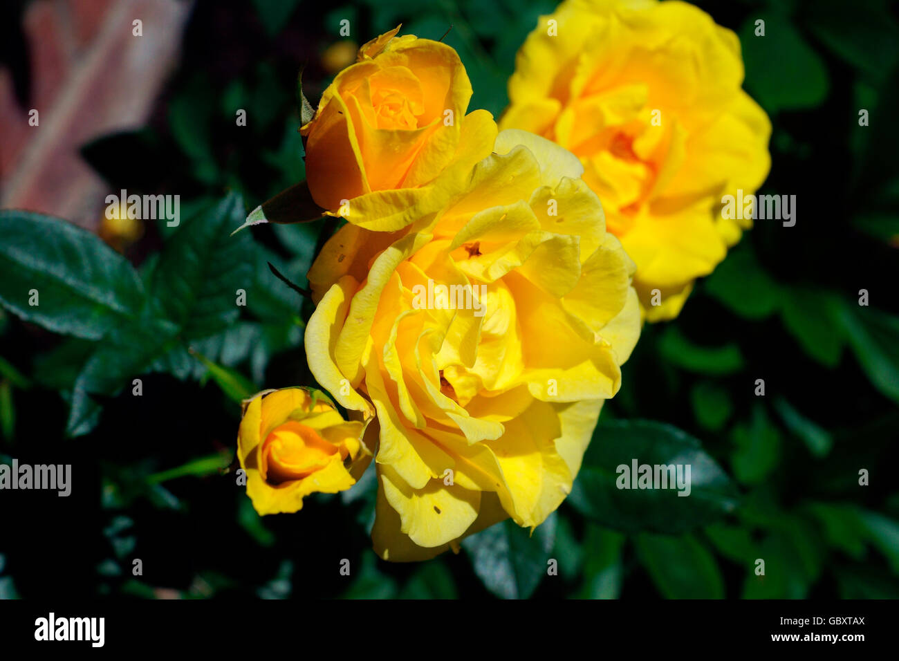 YELLOW ROSES (ROSA Stock Photo - Alamy