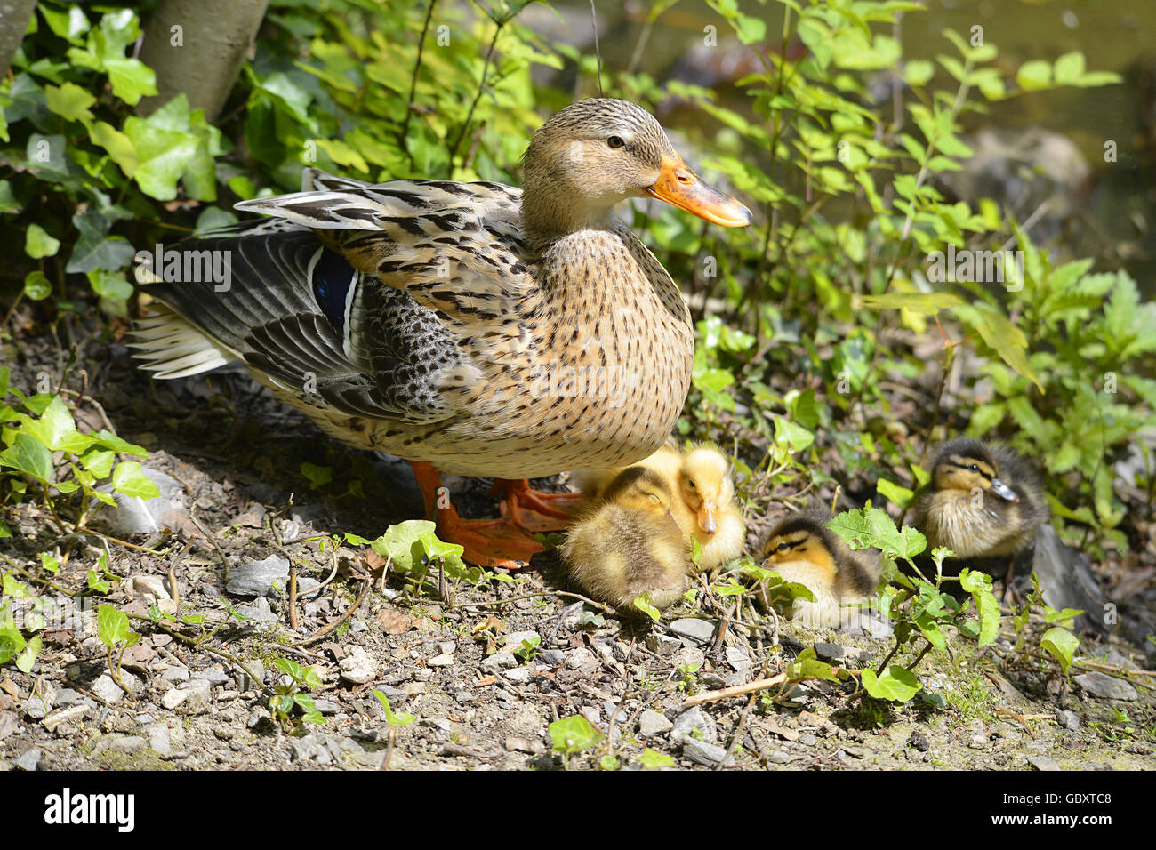 Closeup female duck (Anas) with its ducklings among vegetation Stock ...