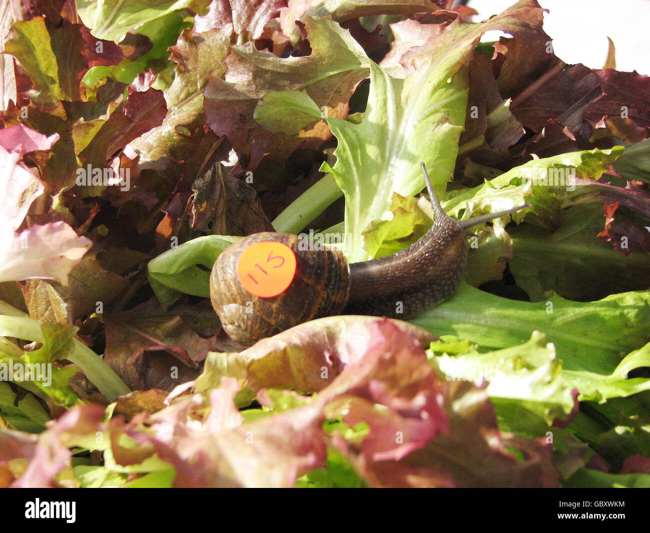 World snail racing championships Stock Photo - Alamy