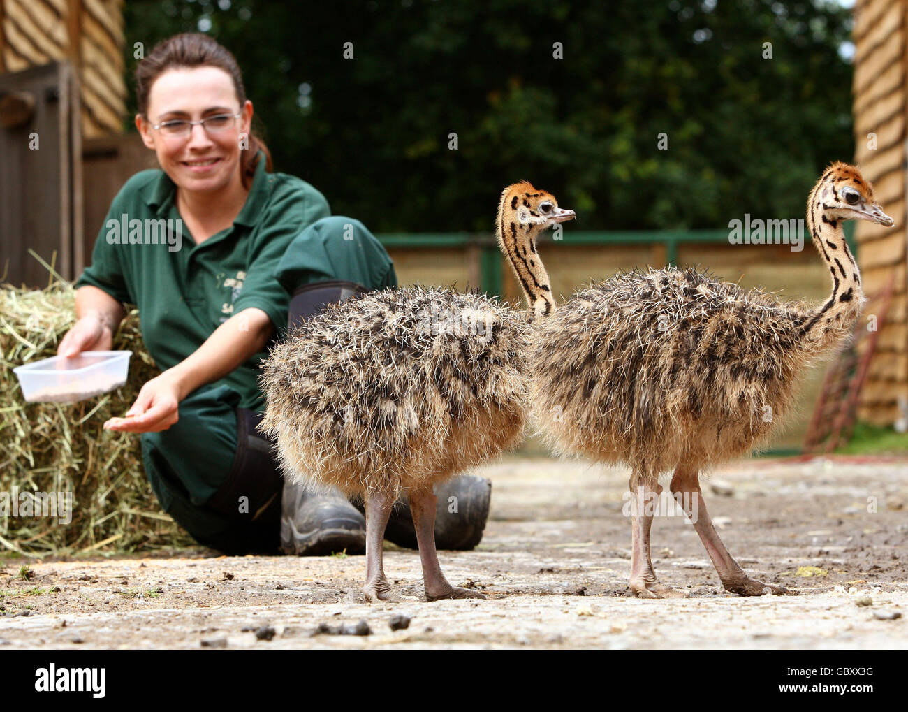 Abandoned ostrich chicks Stock Photo - Alamy