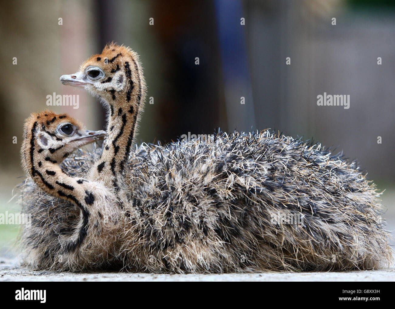 Abandoned ostrich chicks Stock Photo - Alamy