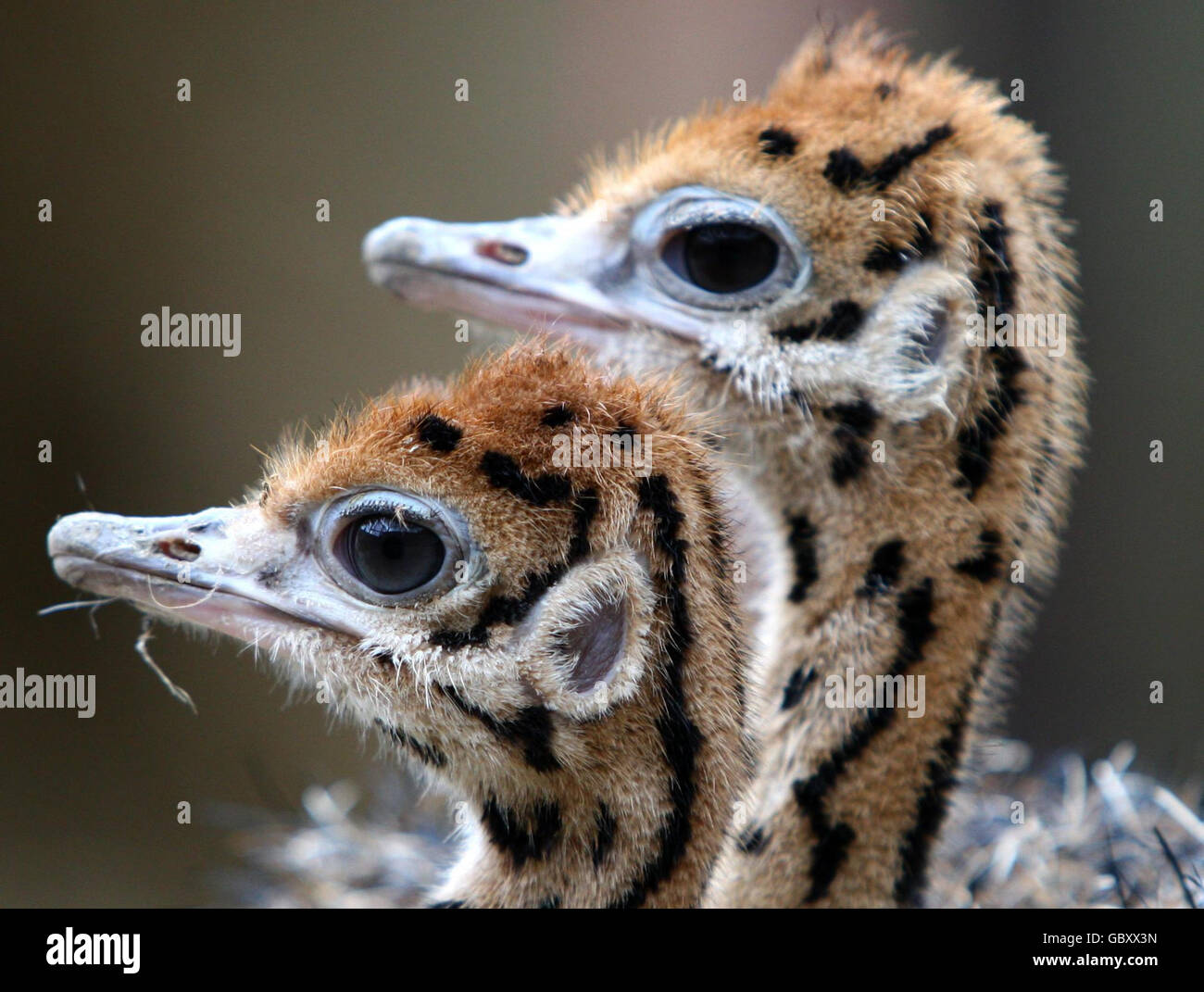 Abandoned ostrich chicks Stock Photo - Alamy