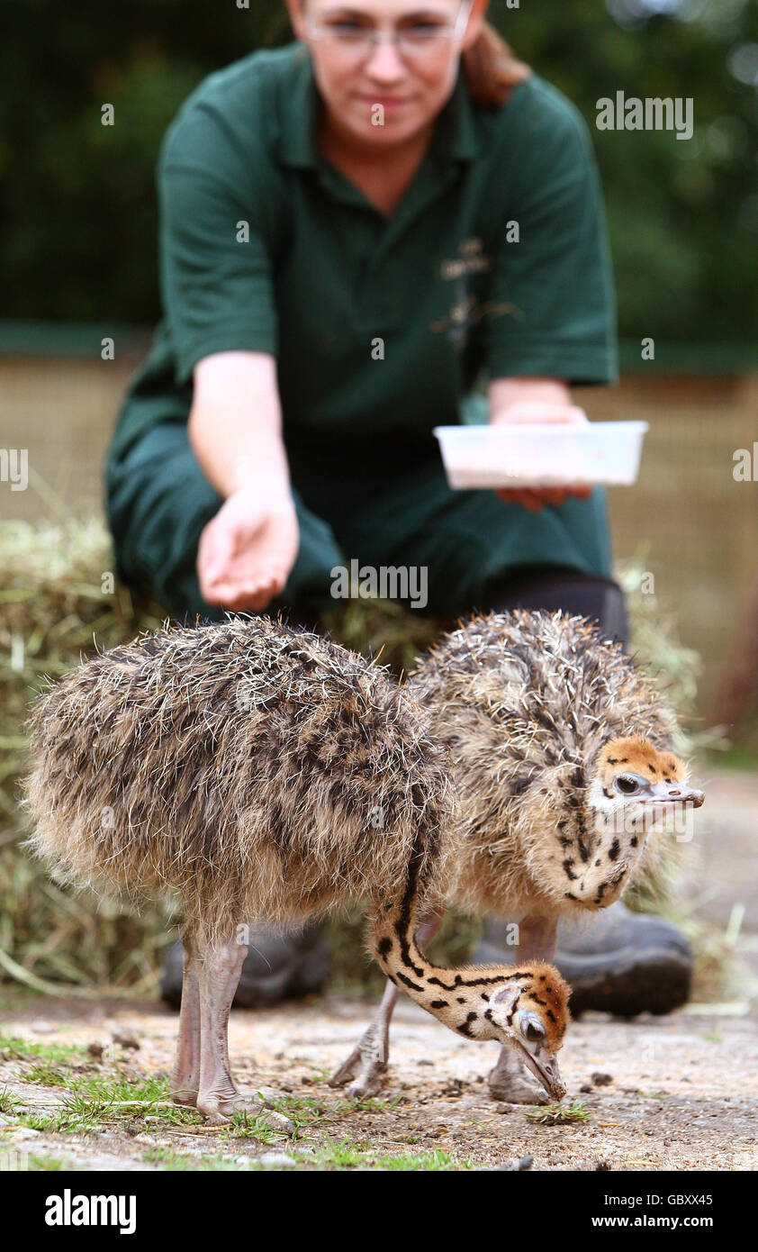Six week old Ostriches chick Span who is being hand reared by animal ...
