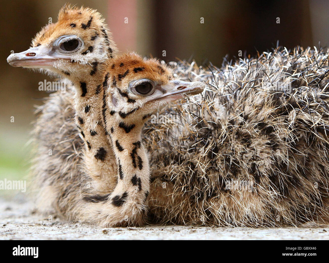 Abandoned ostrich chicks Stock Photo - Alamy