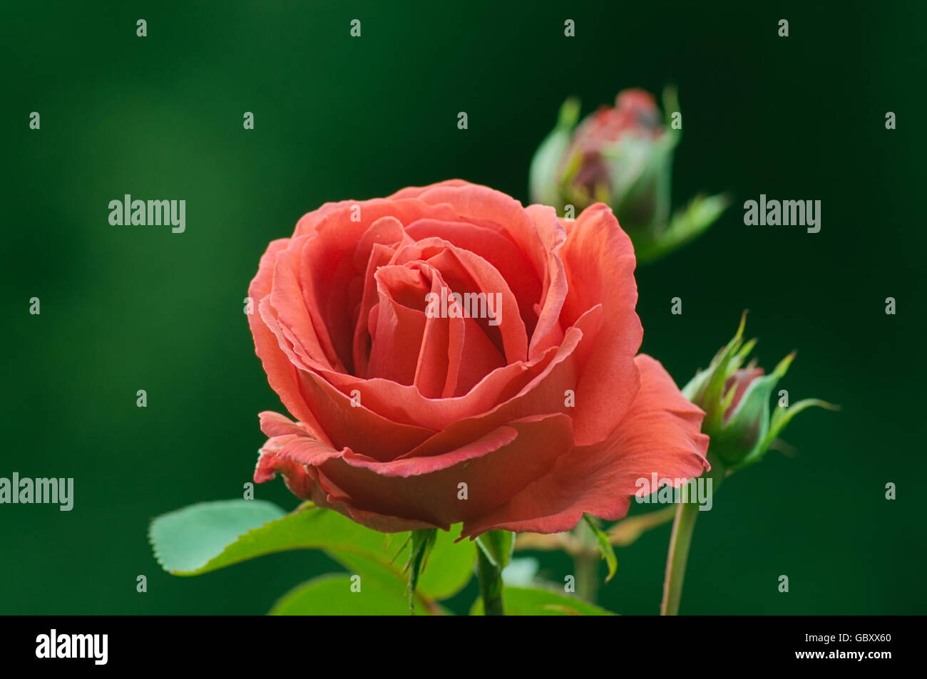 Red rose in natural setting with two rose buds Stock Photo - Alamy