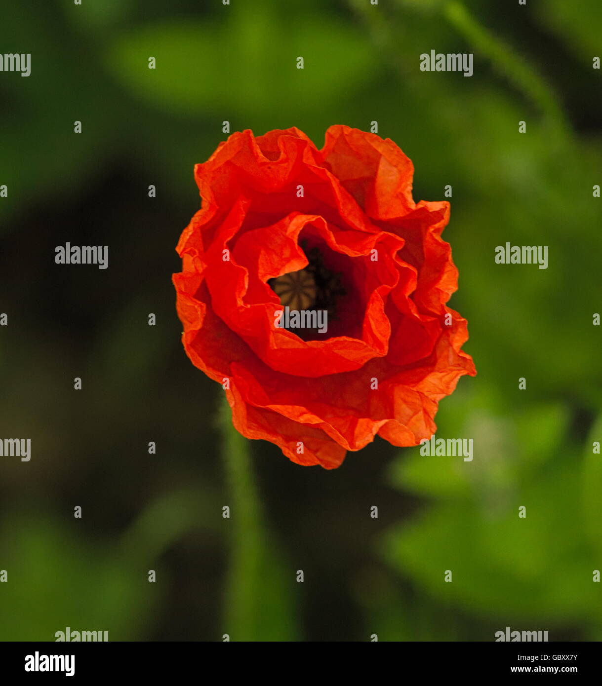 Red crinkled poppy in natural, green setting Stock Photo - Alamy