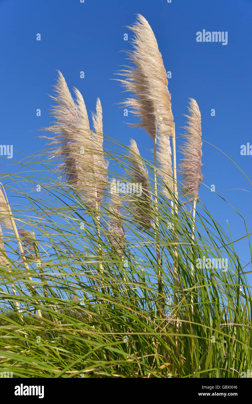 Pampas grass cortaderia hi-res stock photography and images - Alamy