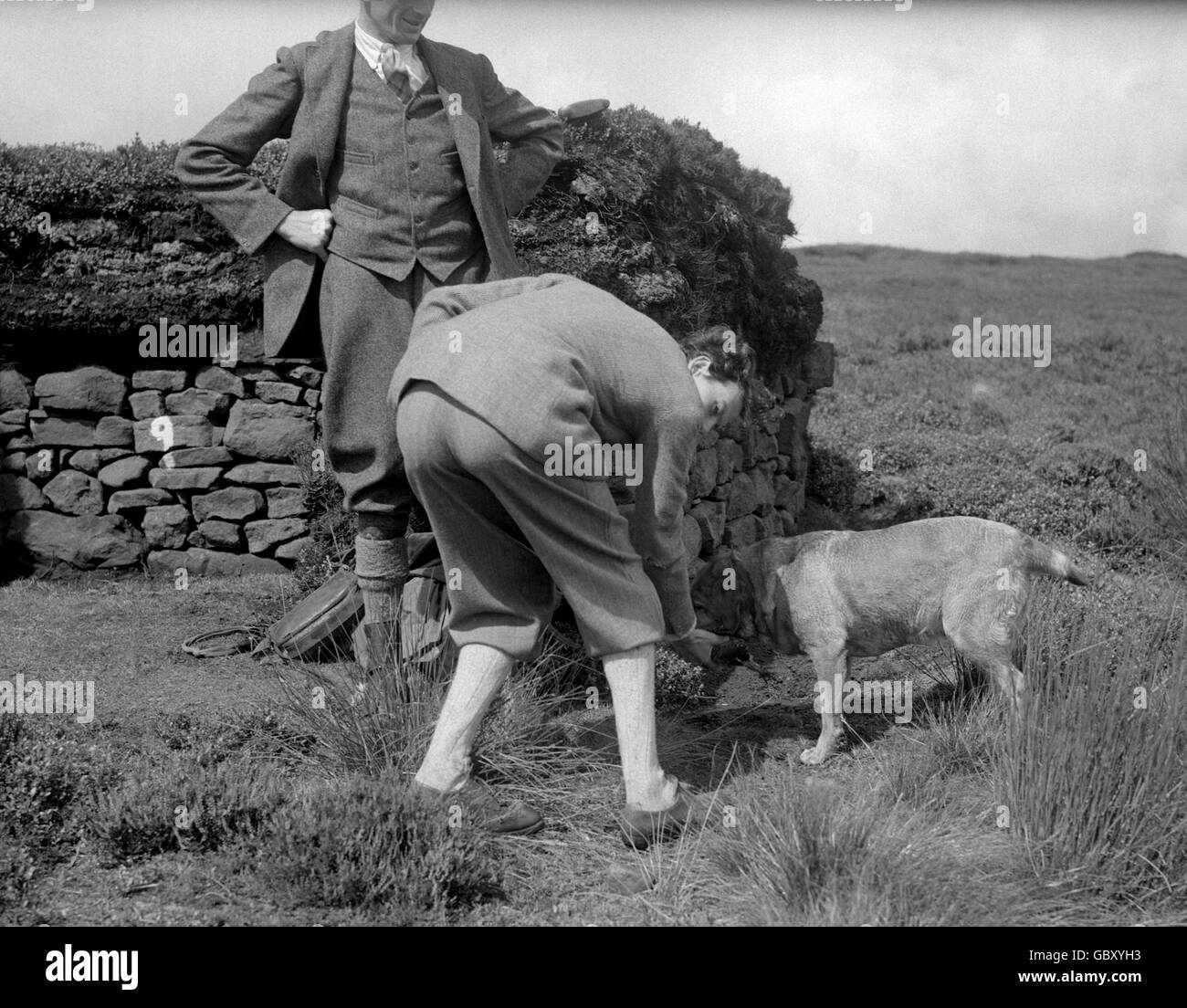 Grouse Shooting - Bolton Abbey Moors. Lord Hartington retrieves a ...