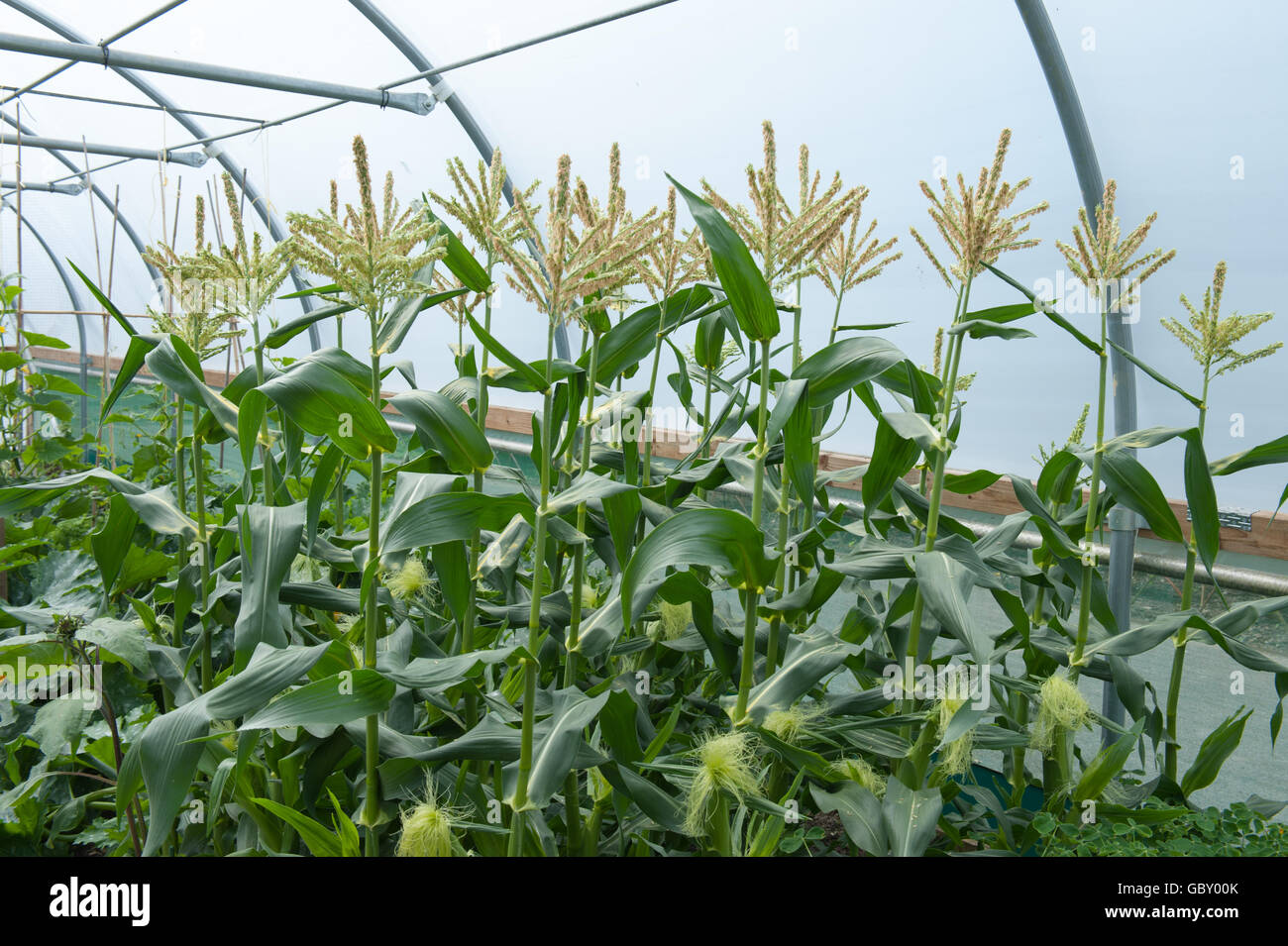 Maize Plant, Sweet Corn, (Zea mays) in a Polytunnel at RHS Rosemoor ...