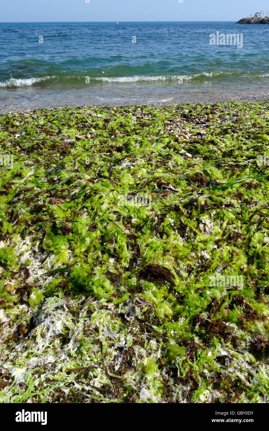 Algae beach hi-res stock photography and images - Alamy