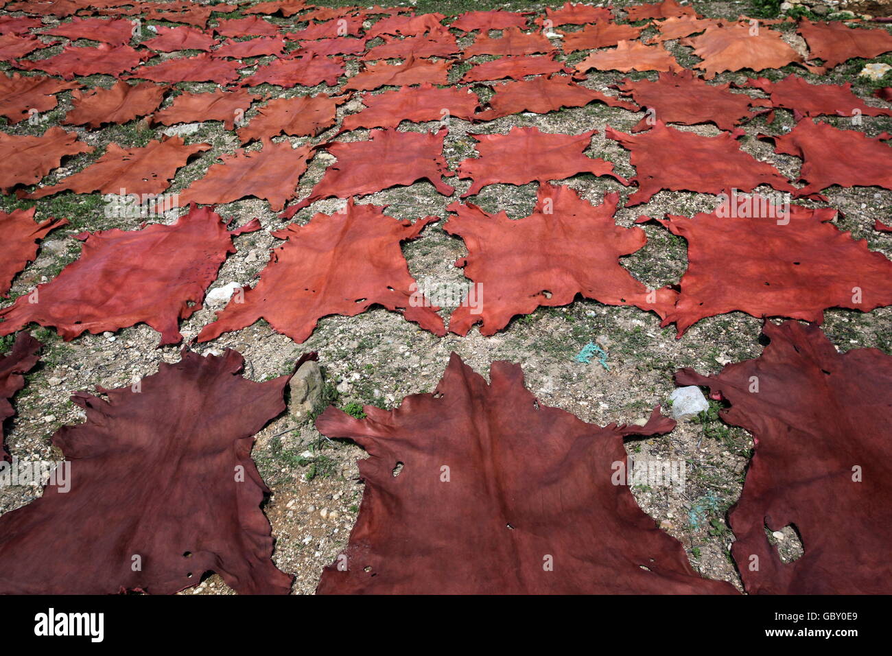 The fresh Leather gets dry on the sun near Leather production in front ...