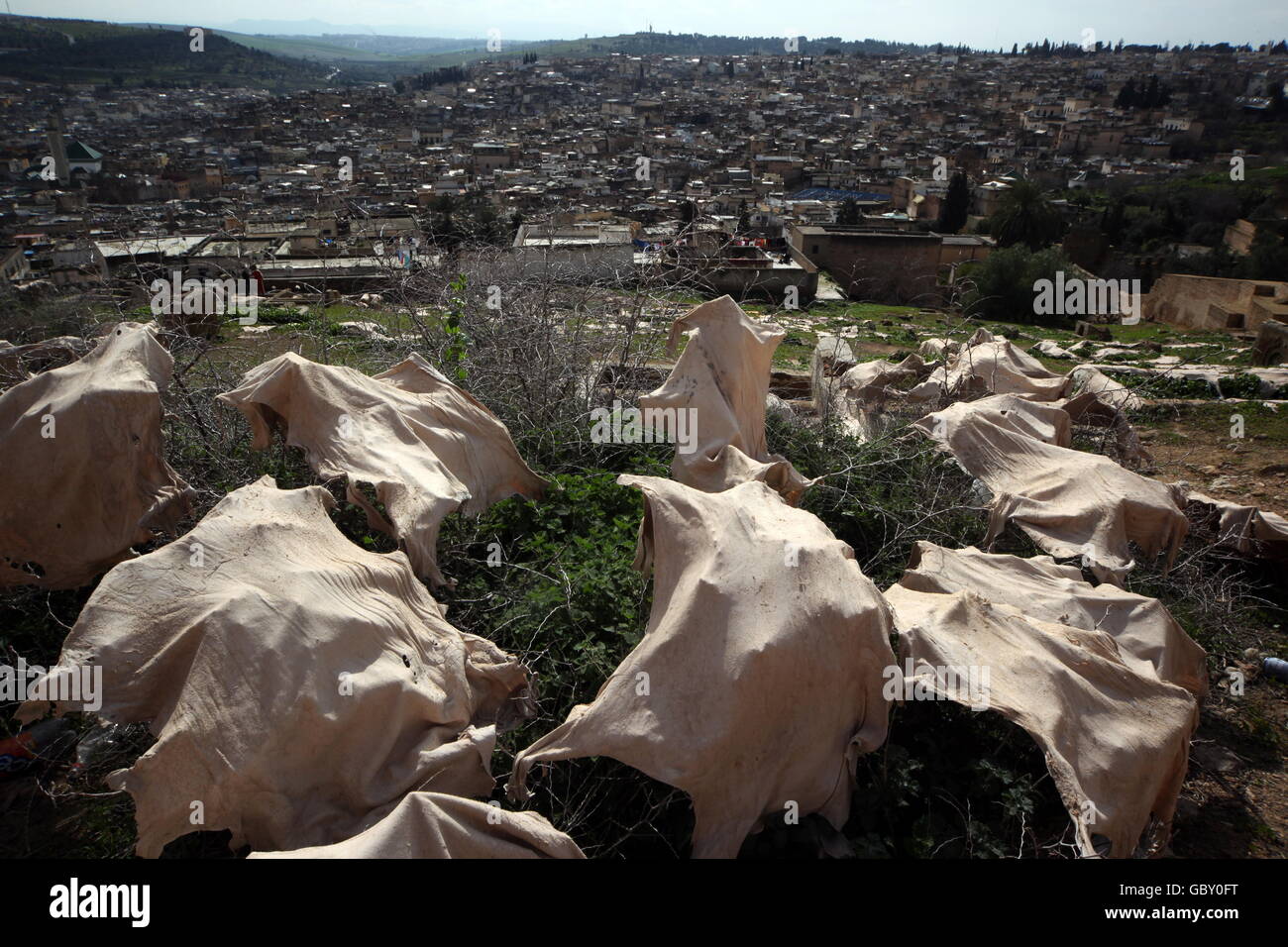 The fresh Leather gets dry on the sun near Leather production in front ...