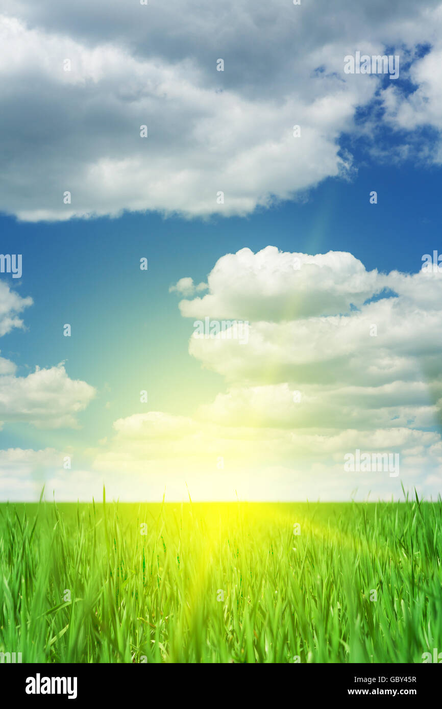 Green grass field, sun and blue sky on a sunny summer day Stock Photo ...