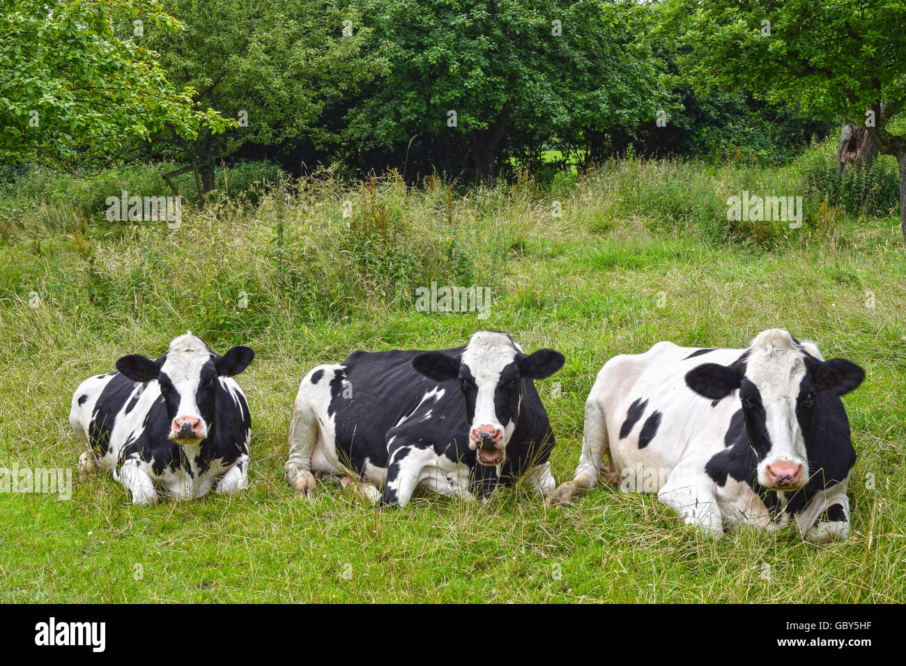 Lie black hi-res stock photography and images - Alamy