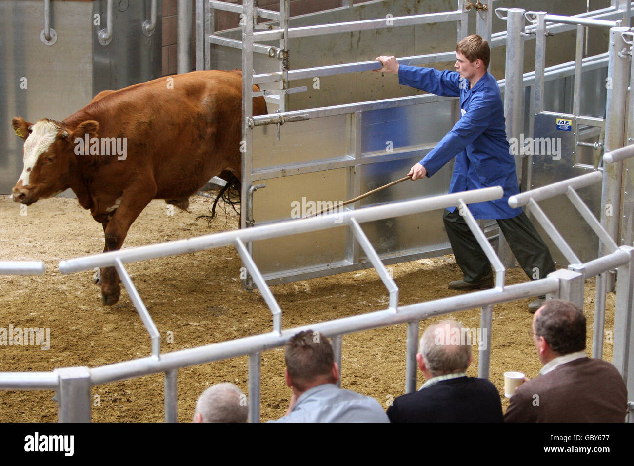 Store cattle being auctioned at the new 15m United Auctions Stirling ...