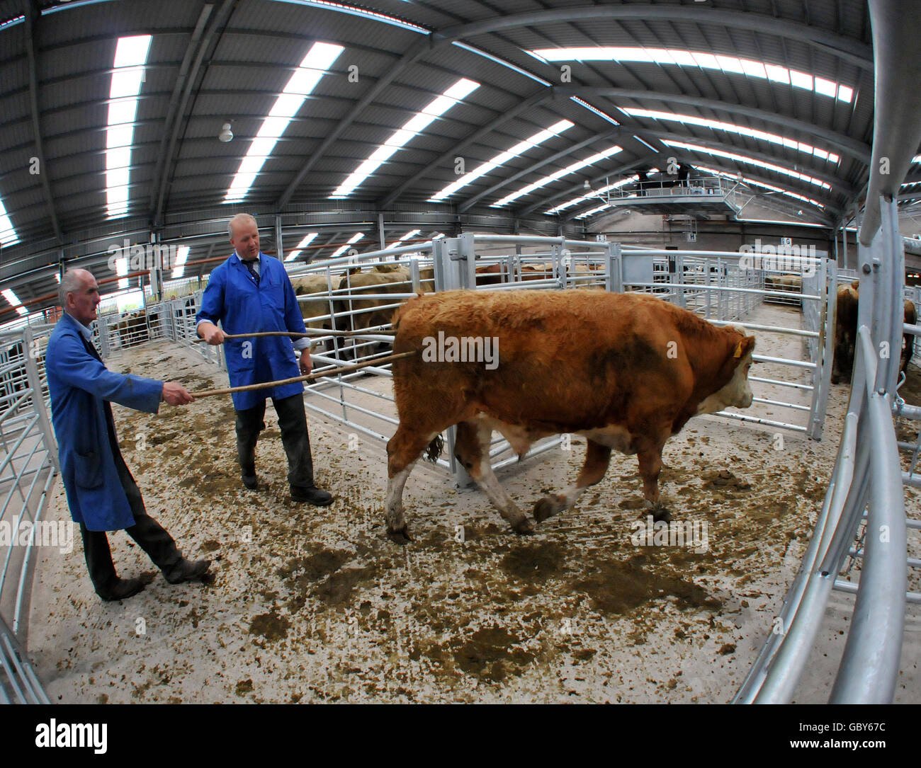 Cattle auction hall hi-res stock photography and images - Alamy