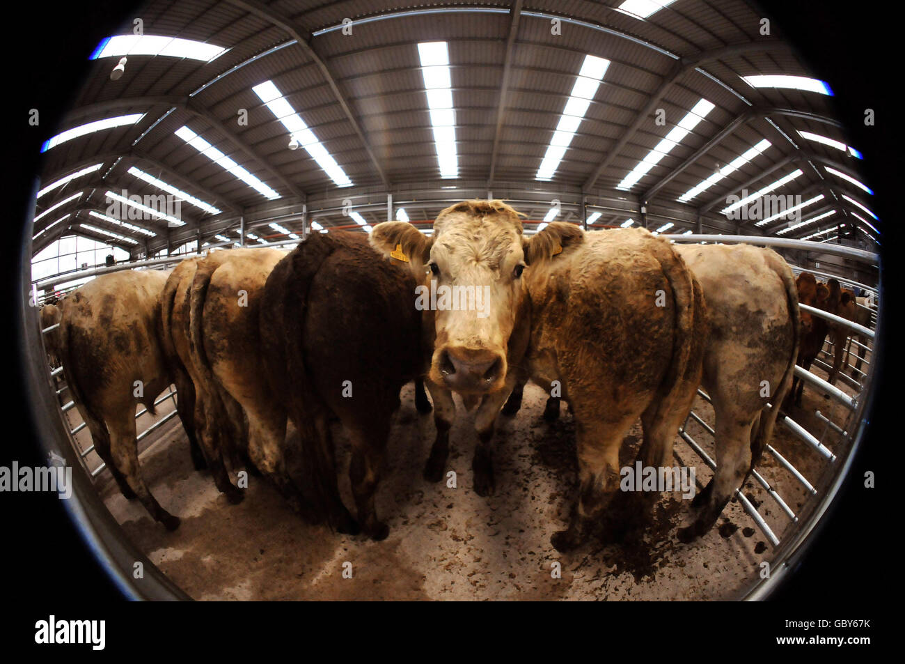 Store cattle being auctioned at the new 15m United Auctions Stirling ...