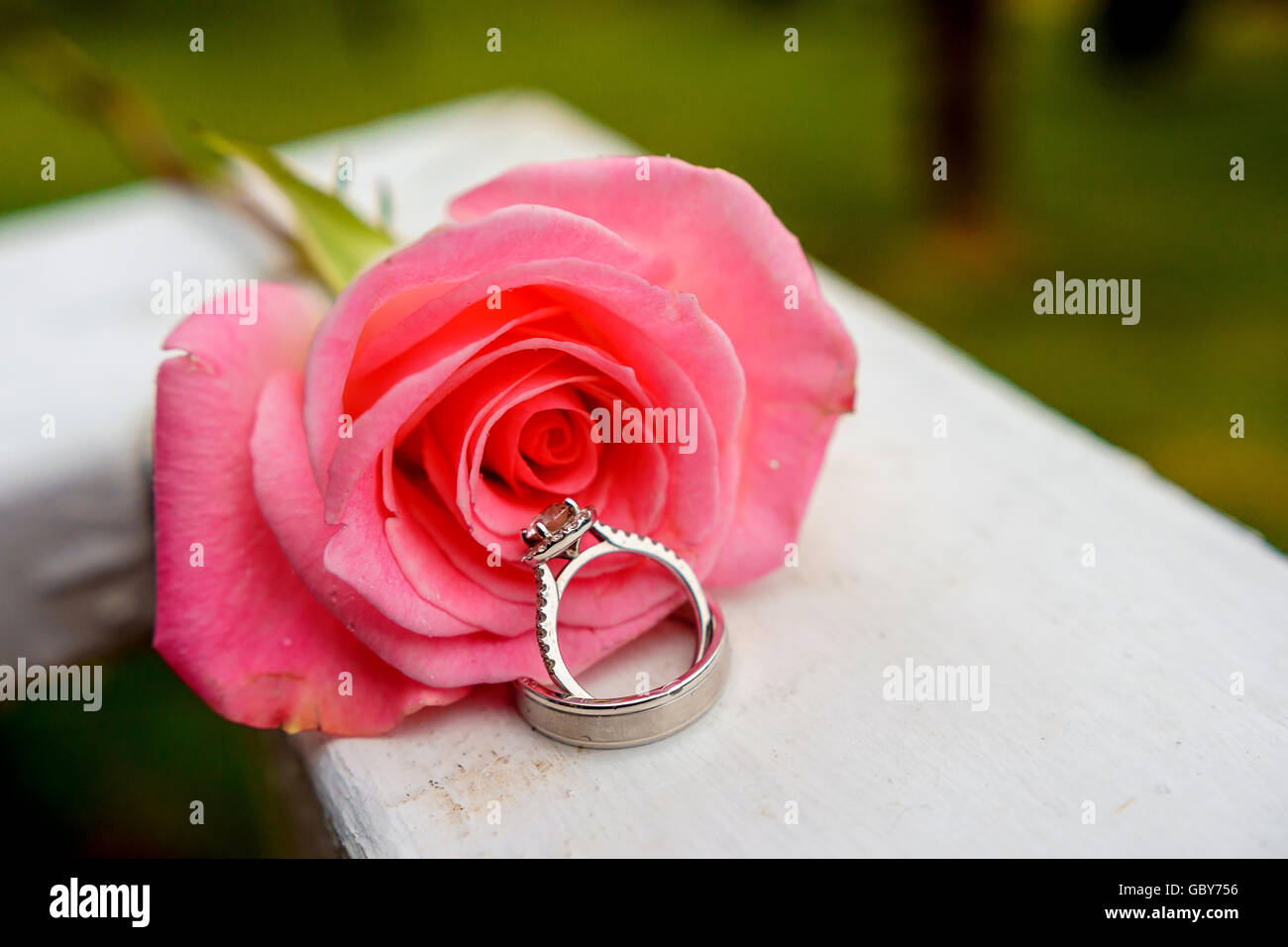 beautiful close-up rose and wedding rings with water drops rain ring ...