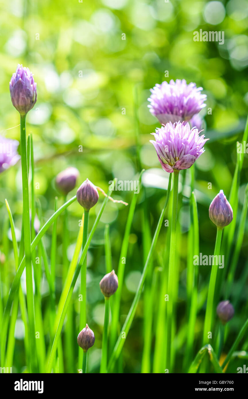 blooming chives flowers and buds Allium schoenoprasum Stock Photo - Alamy