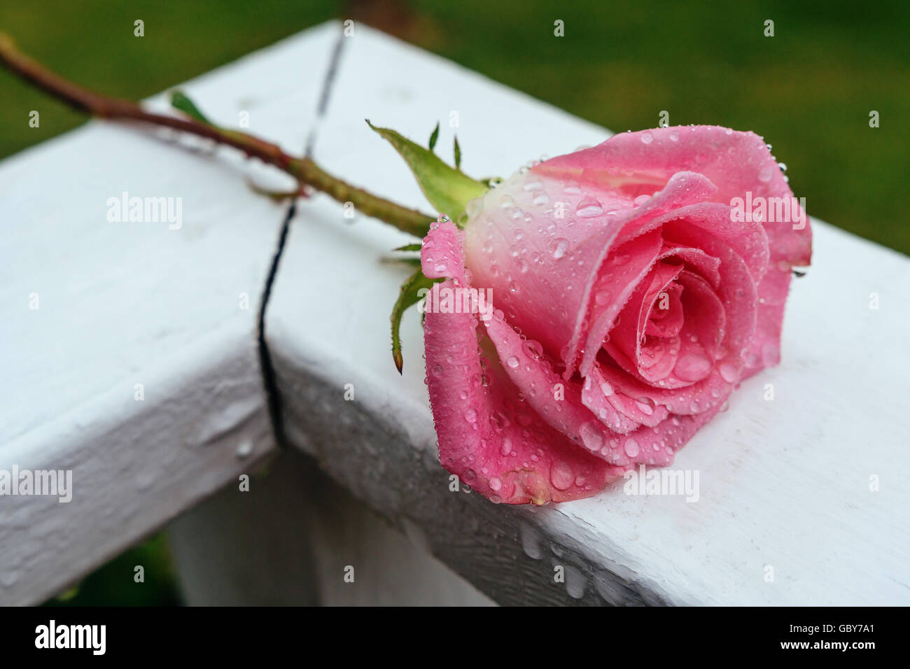 Pink Rose Blooming in Garden rose green floral Stock Photo - Alamy