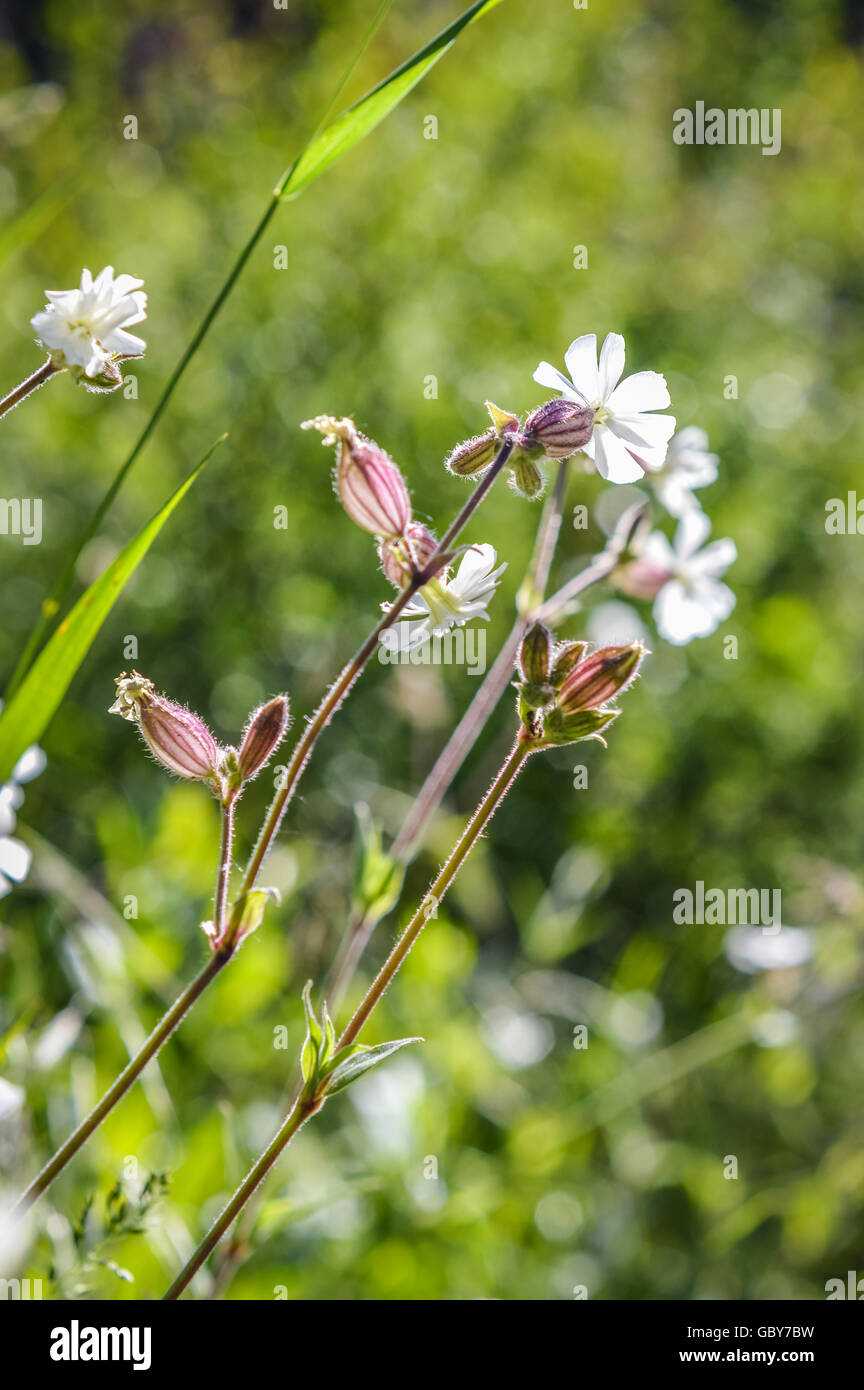 white campion wildflowers back lit (lychnis alba Stock Photo - Alamy