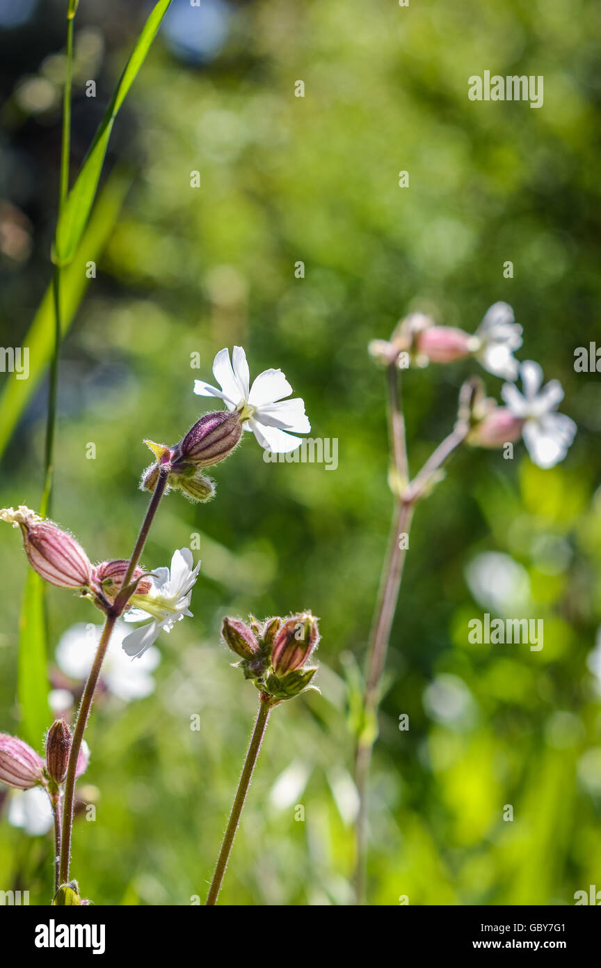 white campion wildflowers in a meadow (lychnis alba Stock Photo - Alamy