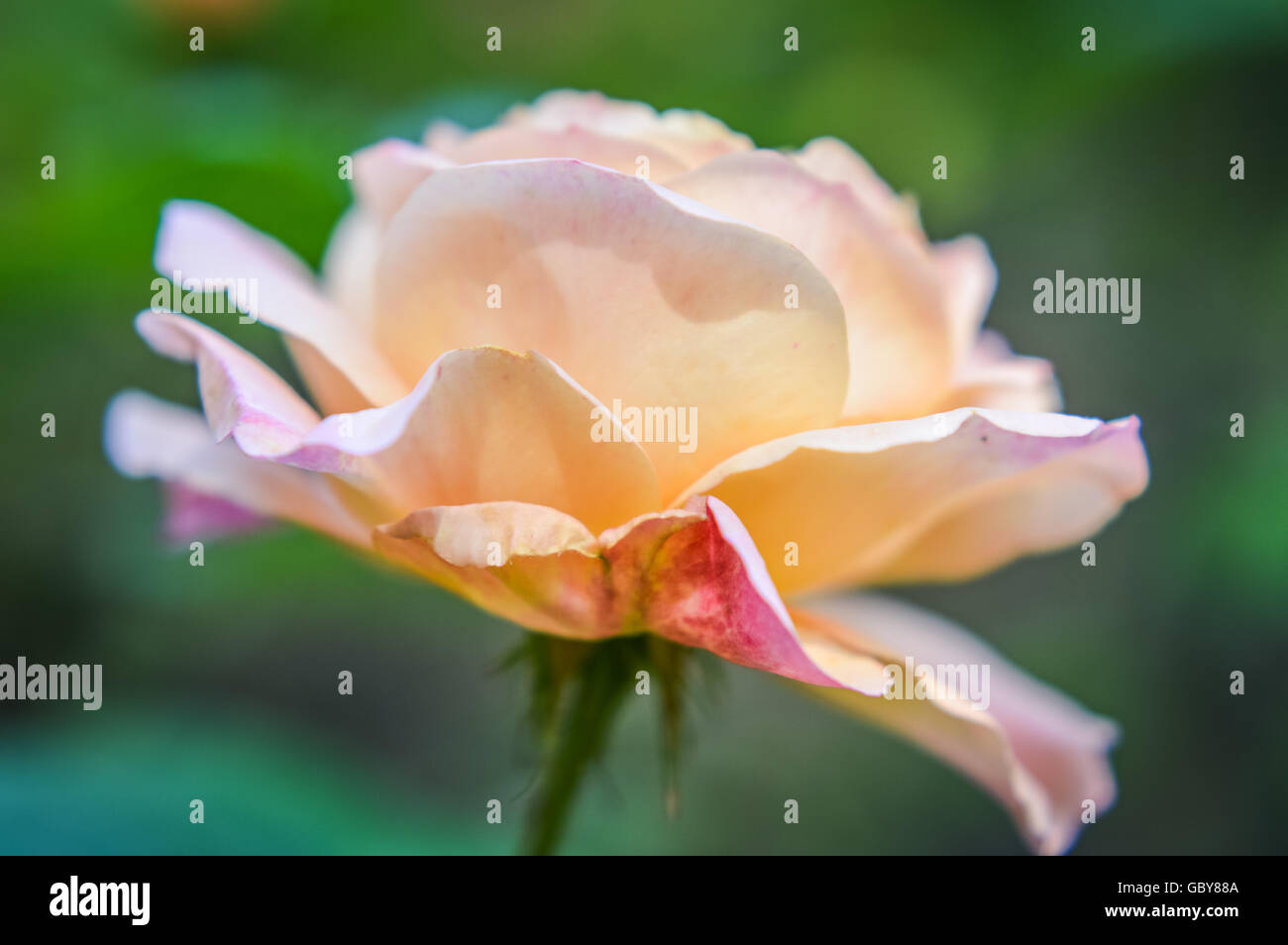 Variegated yellow and orange rose hi-res stock photography and images ...