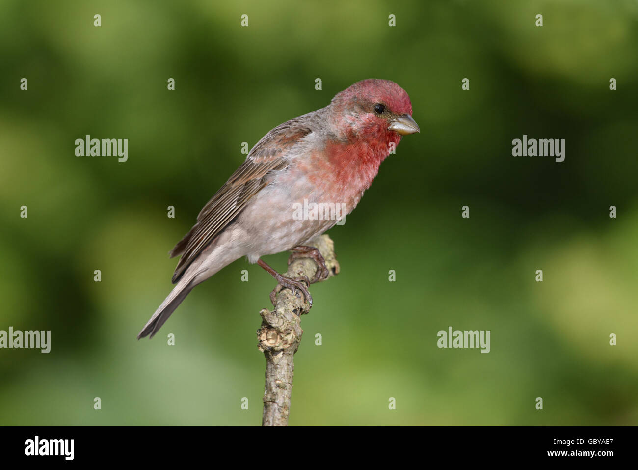 Rosefinch High Resolution Stock Photography and Images - Alamy