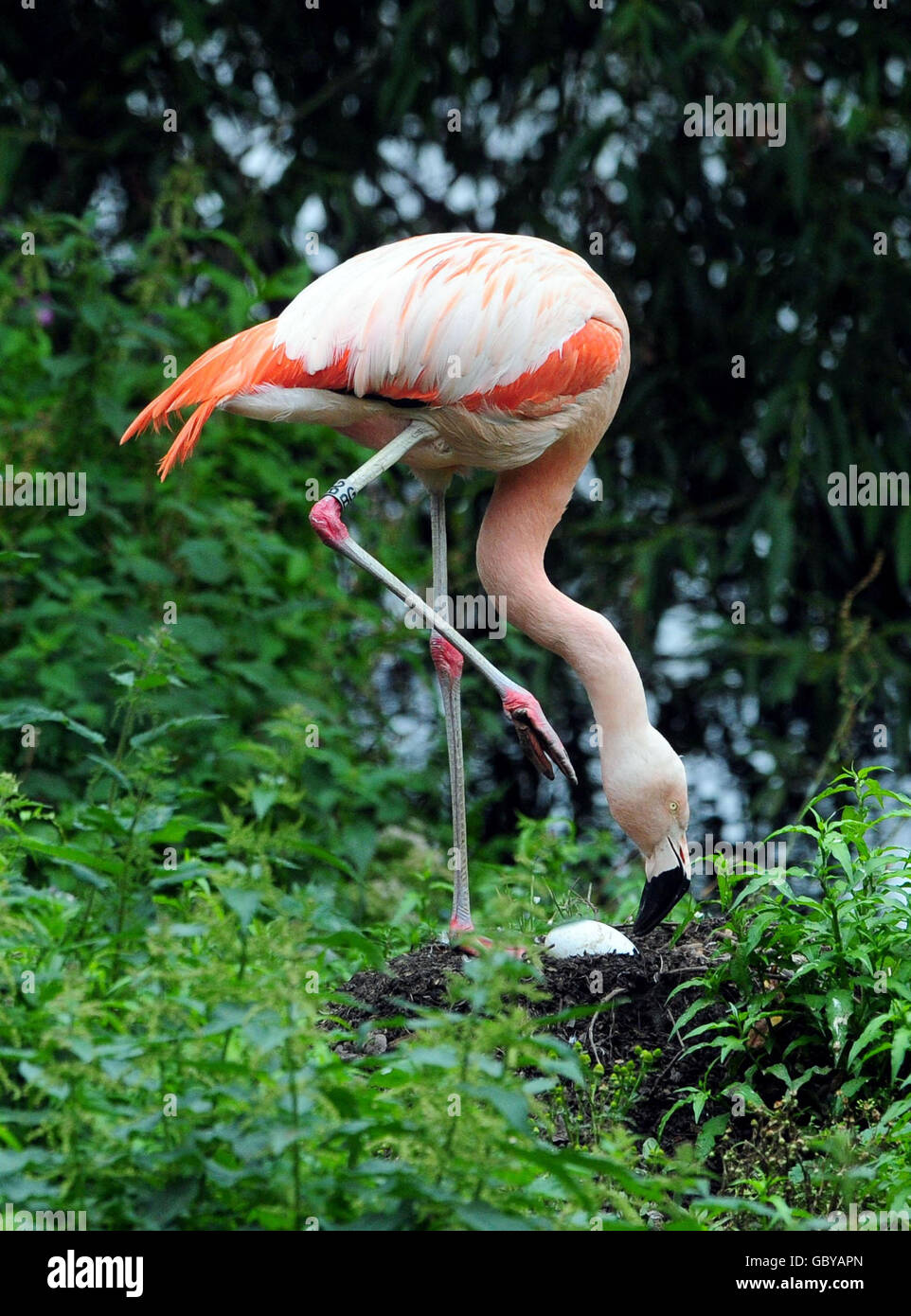 An adult pink flamingo bird tends to the egg in its nest in the ...