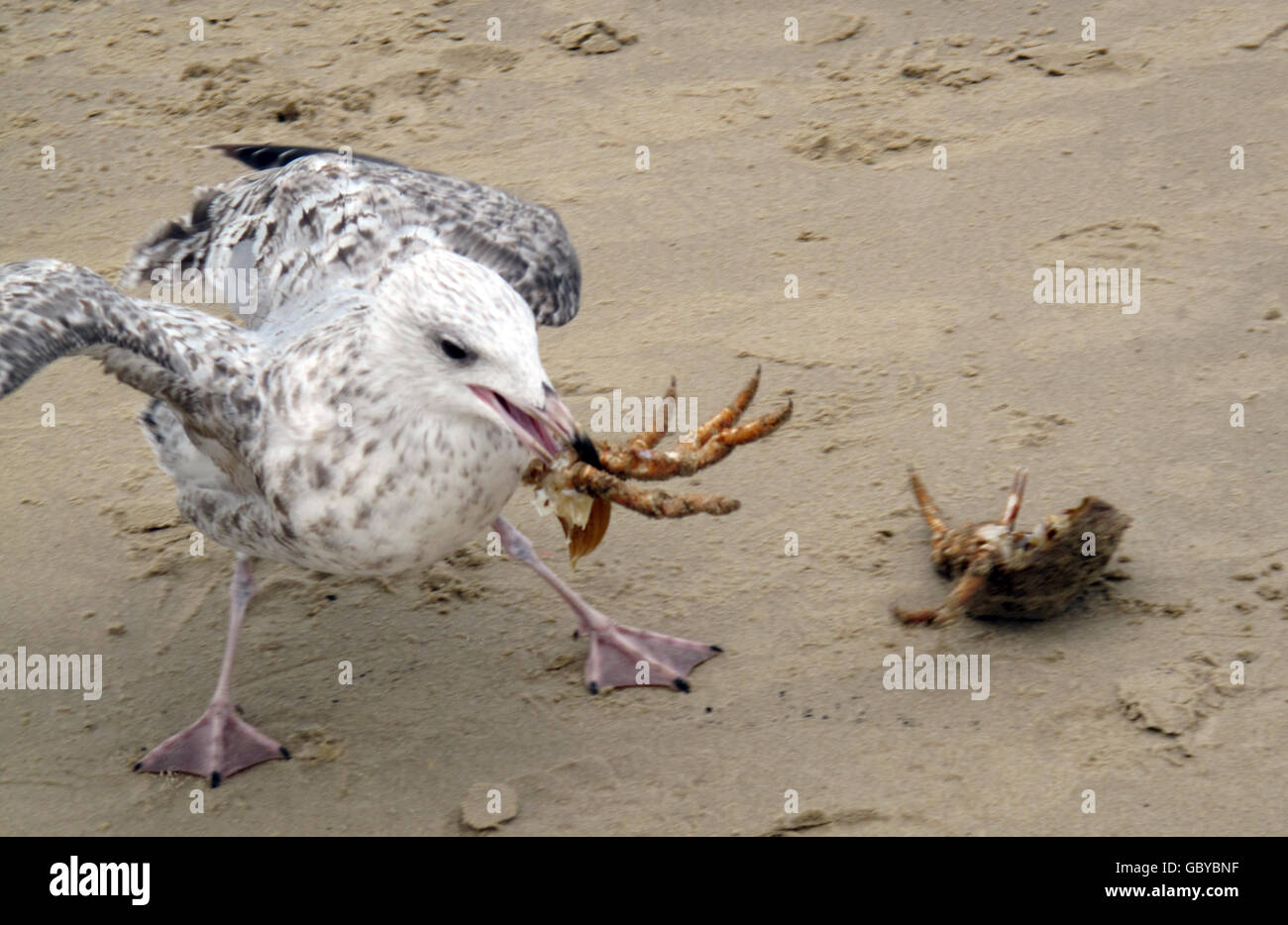 Baby seagull hi-res stock photography and images - Alamy